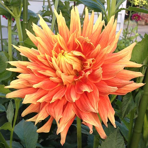 Big Dahlias: Island Flare Large Dahlia Tubers