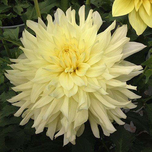 Big Dahlias: Ivory Palaces Giant Dahlia Tubers